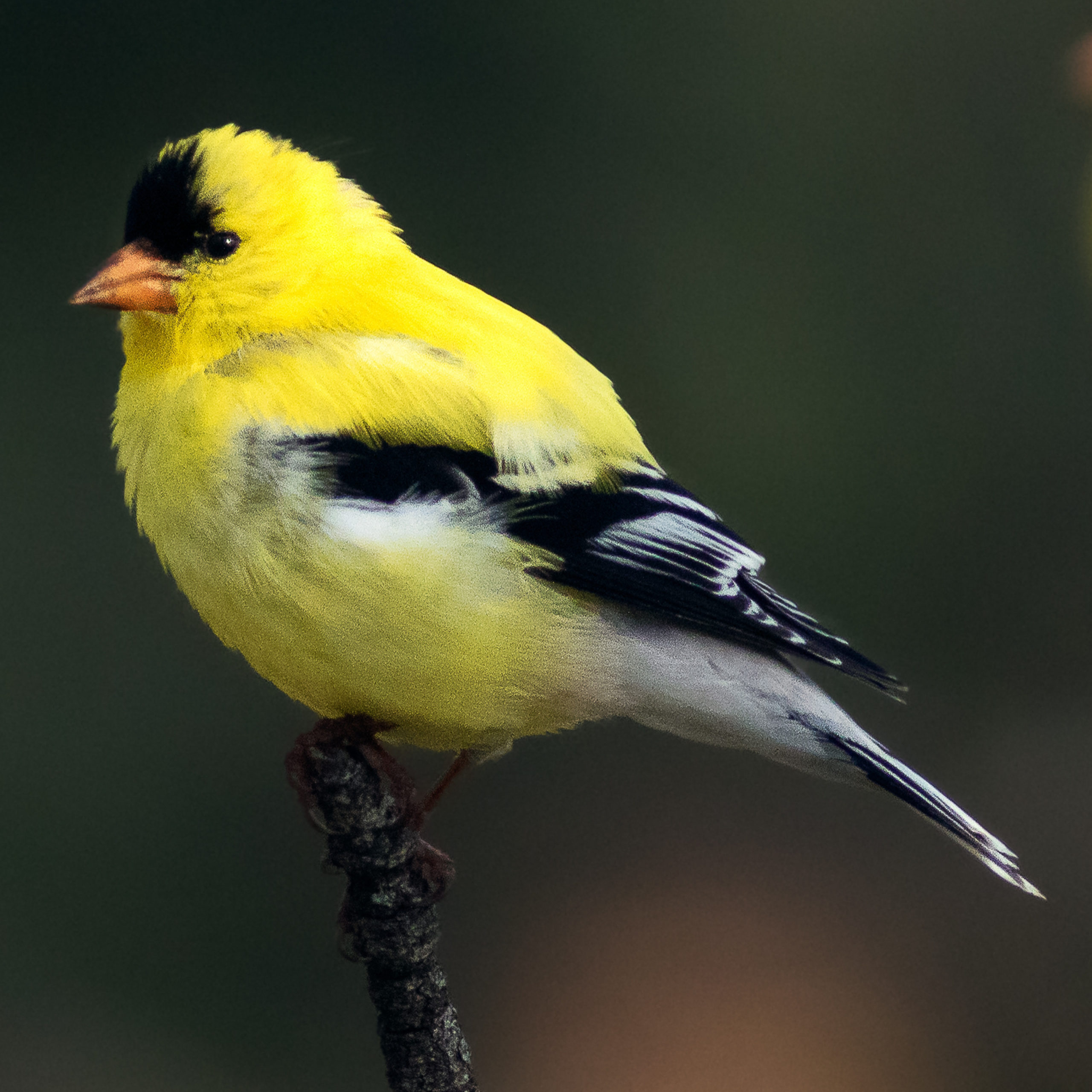Our Birds | Birds'n'All