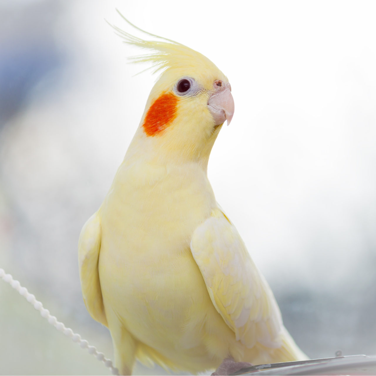 Our Birds | Birds'n'All