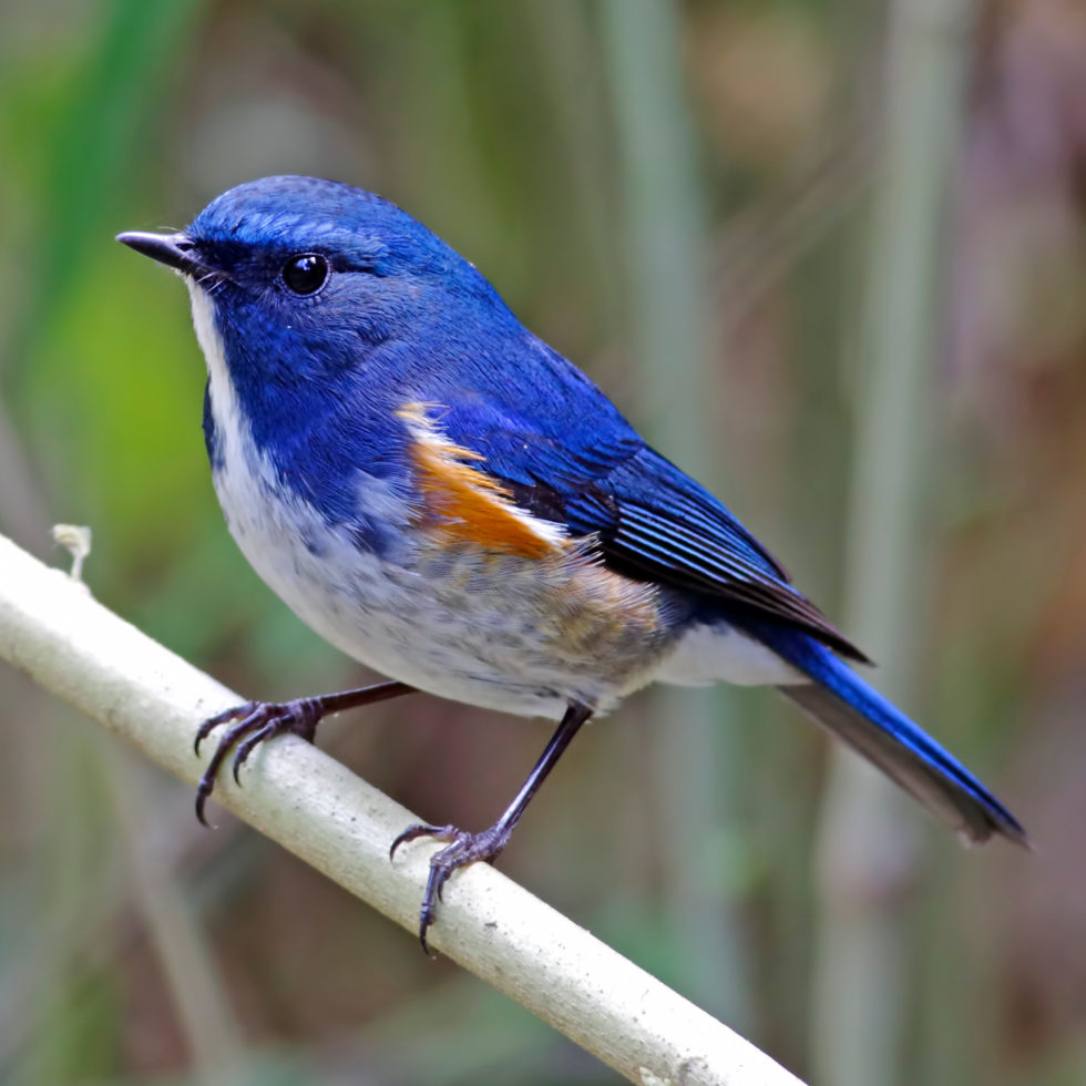 Our Birds | Birds'n'All