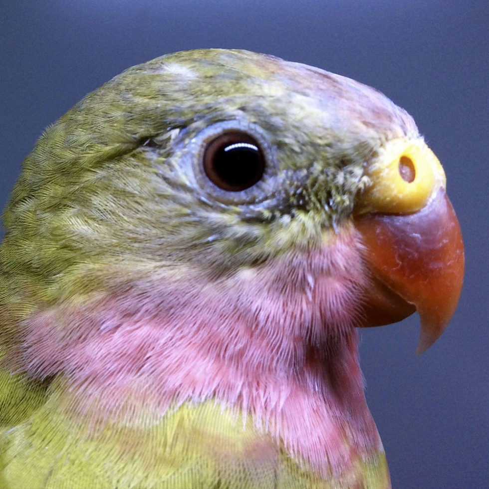 Our Birds | Birds'n'All